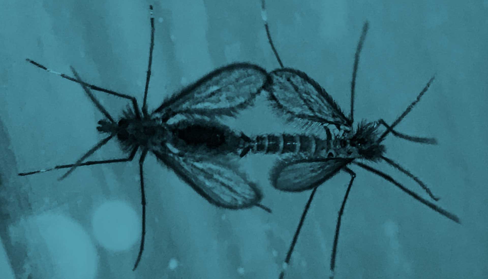 VERG – Vector Ecology Research Group