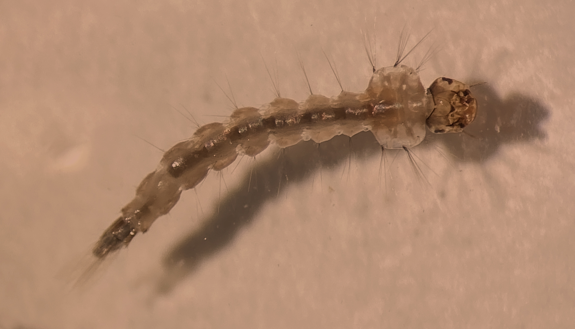 VERG – Vector Ecology Research Group