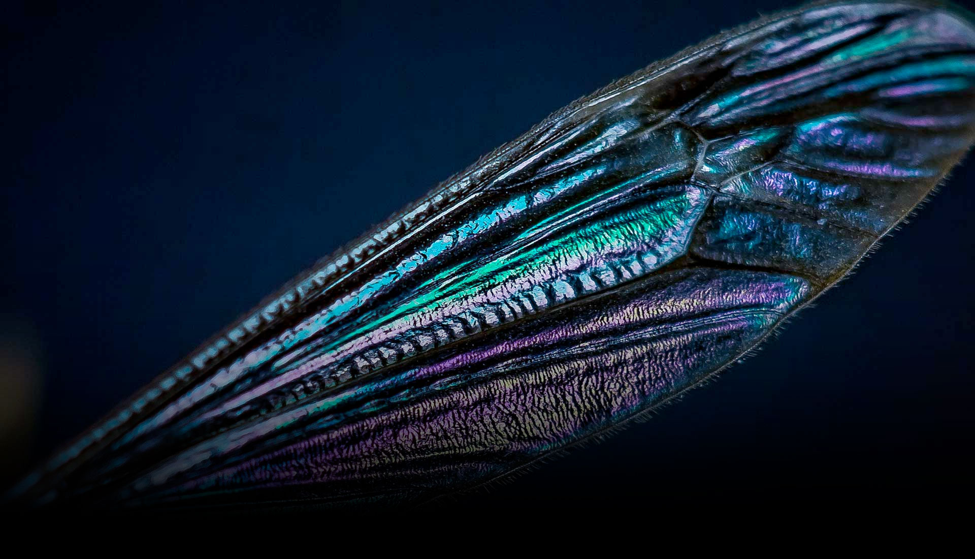 VERG – Vector Ecology Research Group